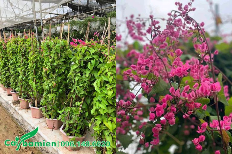 Bí kíp trồng cây trên sân thượng đẹp, dễ chăm sóc