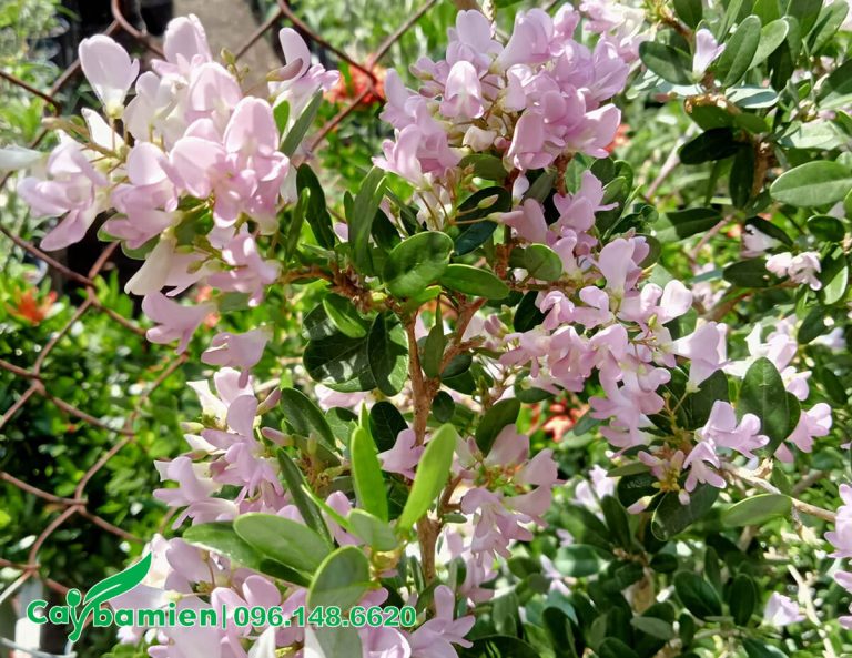 Bán cây linh sam phong thủy hoa đẹp, giá tốt, giao toàn quốc