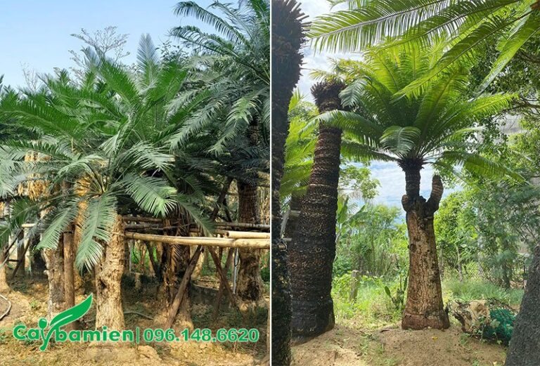 Mua cây Thiên Tuế cảnh đẹp, kích thước lớn, báo giá tốt