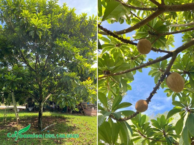 Bán cây Hồng Xiêm Ruột Đỏ chuẩn f1, dễ trồng, báo giá tốt